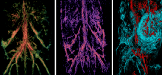 New Advances in Small Animal Imaging - Introducing TomoWave systems for 3D quantitative ...